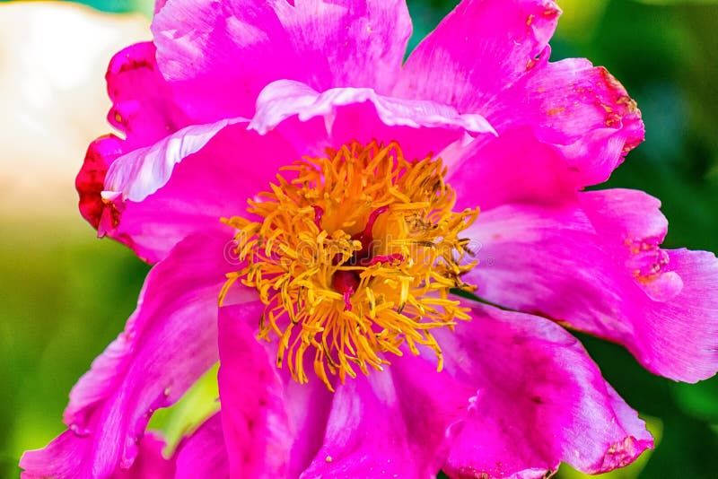 A big pink Flower stock photo. Image of flora, branch - 83419056