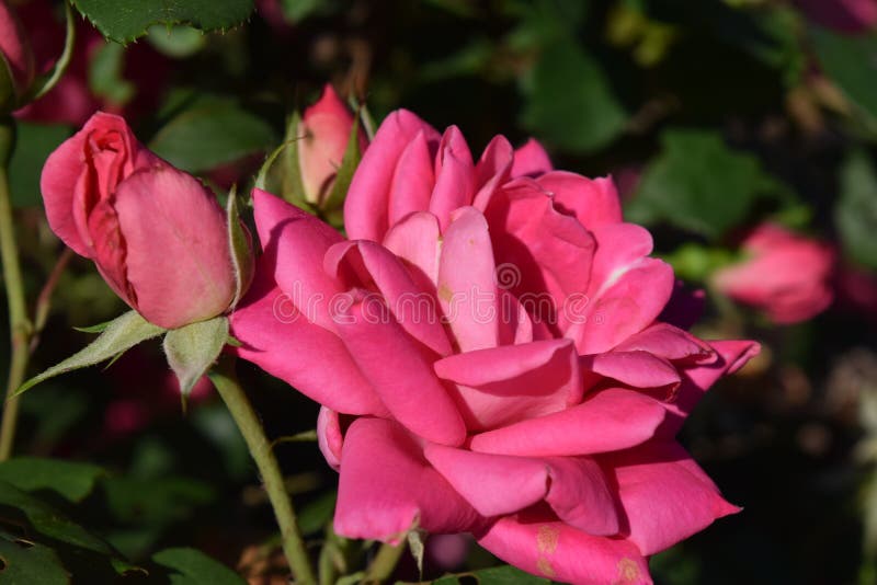 Big Pink Full Rose Blooms and Buds Stock Photo - Image of fragrant ...