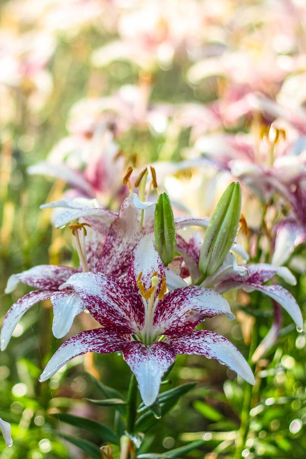 Big pink lilly flowers stock image. Image of pink, closeup - 65723339
