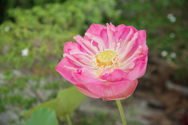 Very big pink lotus in clay pot