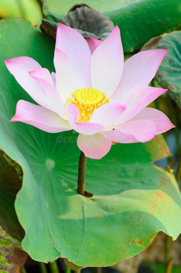 Big Pink Lotus Under the Morning Sun Stock Image - Image of flower ...