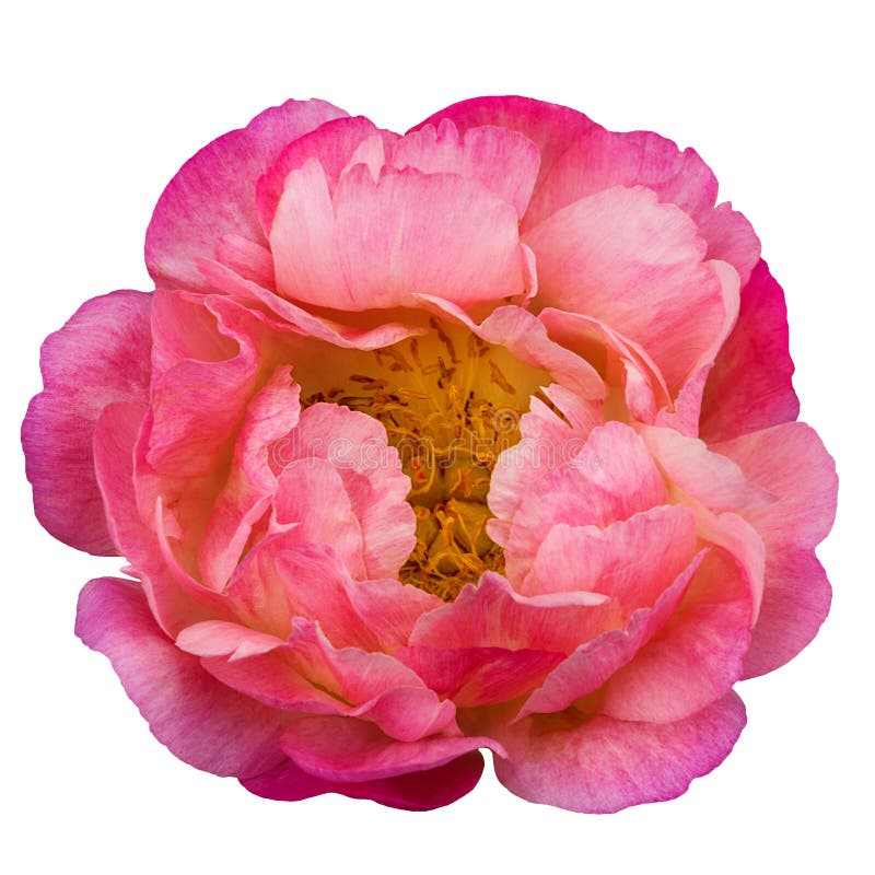 Big Pink Peony with Center and Stamens Isolated on White Stock Photo ...