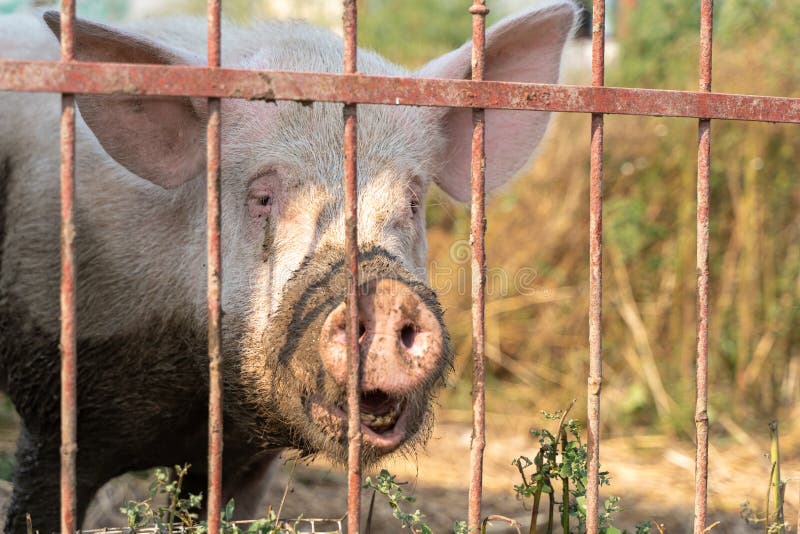 Big Pink Pig in the Dirt on the Farm Close-up Stock Image - Image of ...