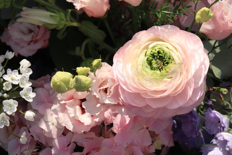 Big pink Ranunculus stock photo. Image of petals, decorative - 244631048