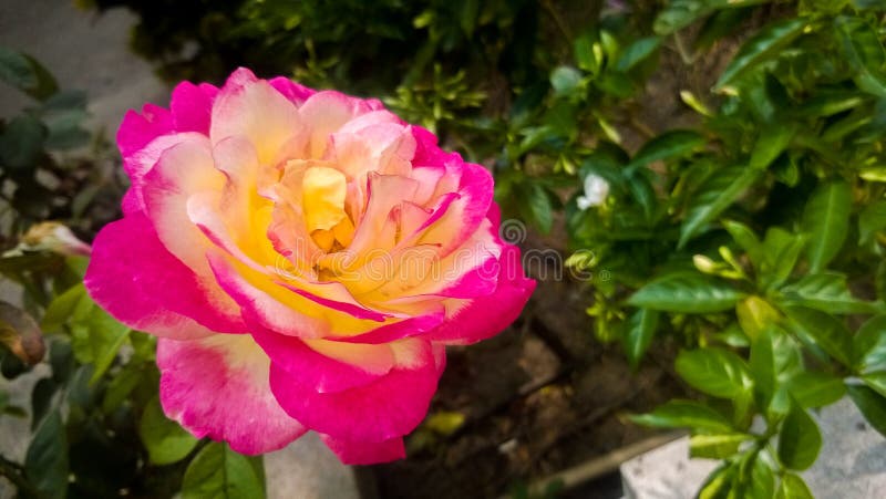 Big Pink Rose stock photo. Image of flower, flowers, bloom - 85976080