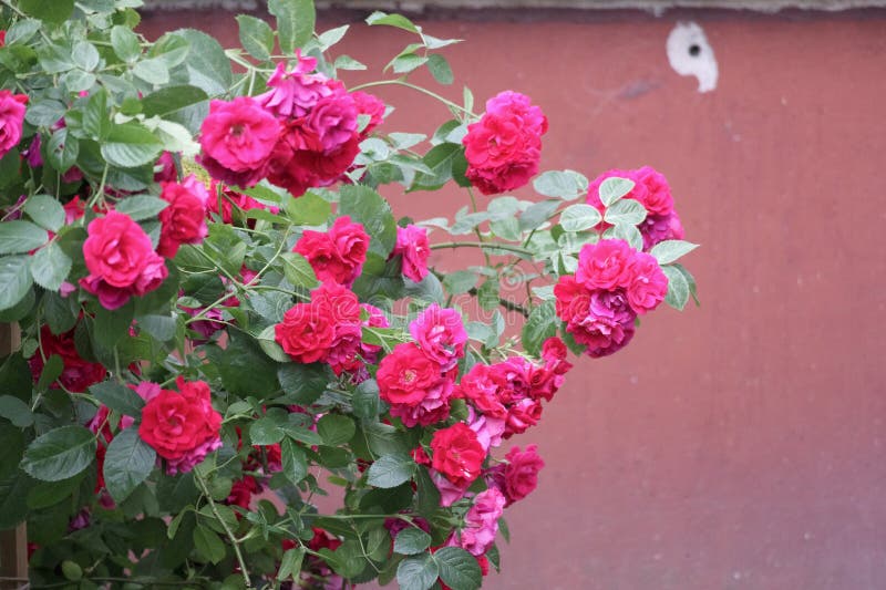 .big Pink Rose Bush Flowers in the Garden Stock Photo - Image of ...