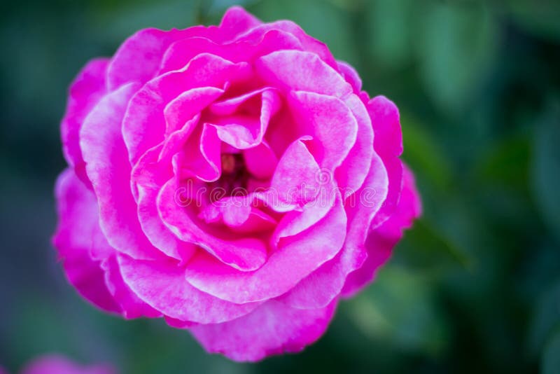 Big pink rose close-up stock photo. Image of heart, background - 118756586
