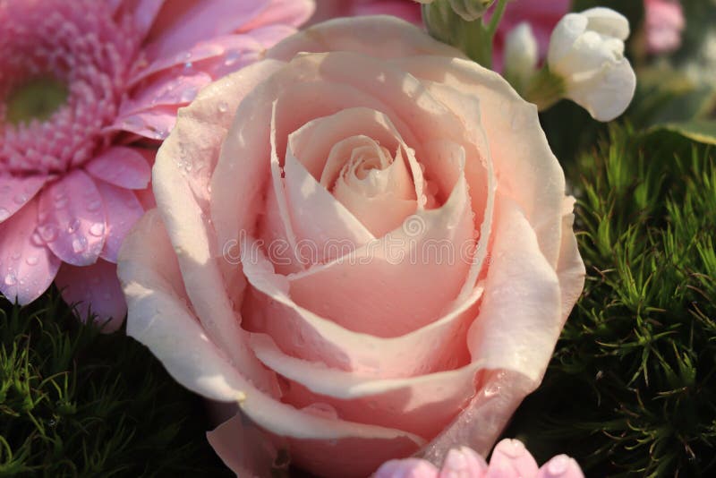 Big pink rose stock image. Image of wedding, floral - 182027603