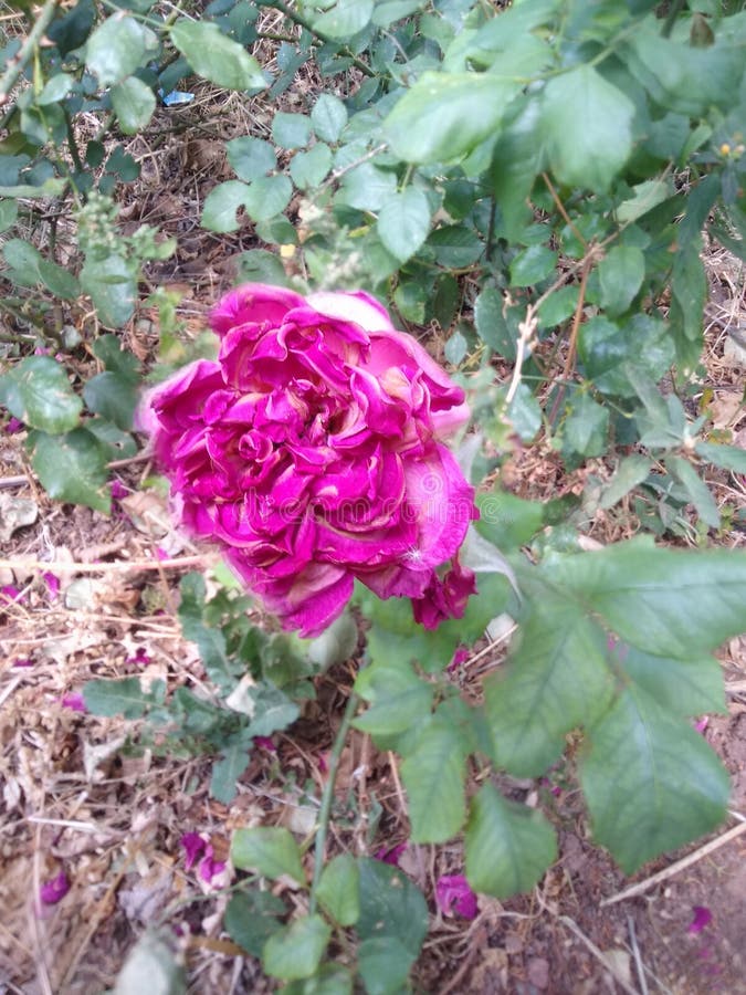 Big Pink Rose with Green Leaves Stock Photo - Image of nature, fresh ...