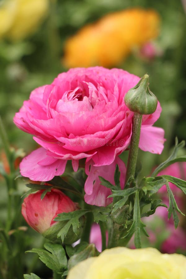 Big Pink Rose with Many Pink Petals from Side View and a Rose Bud Stock ...