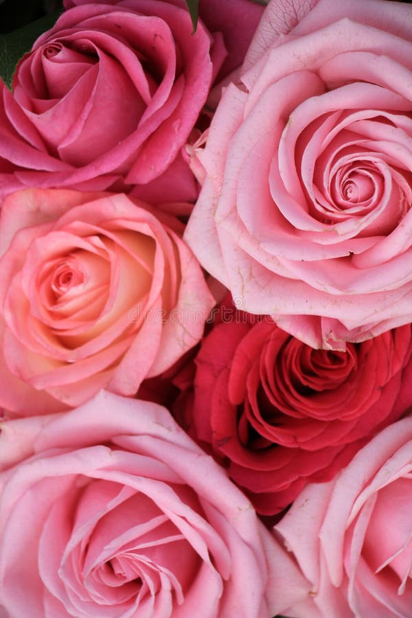 Big pink roses stock photo. Image of bridal, leaves, roses - 80951514
