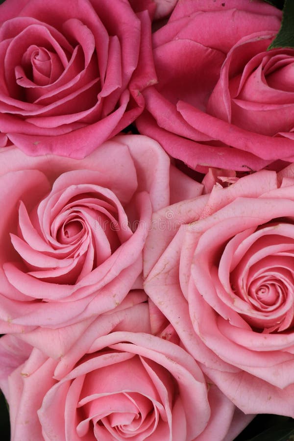 Big pink roses stock image. Image of group, bridal, roses - 83530359