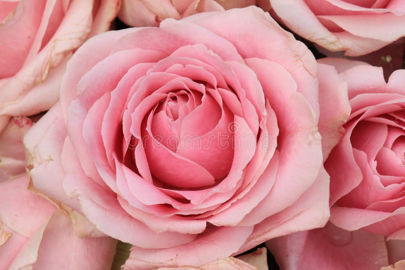 Big pink roses stock photo. Image of petal, rose, arrangement - 90693174