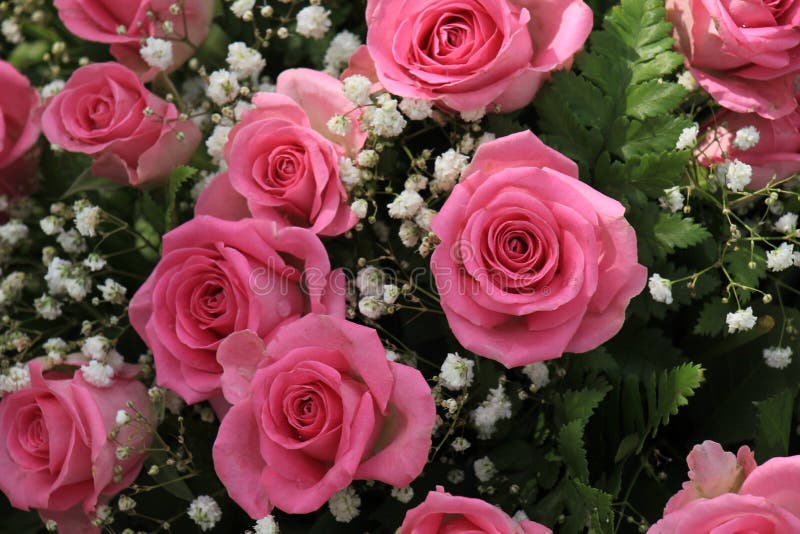 Big pink roses stock image. Image of floral, petal, nature - 91491615