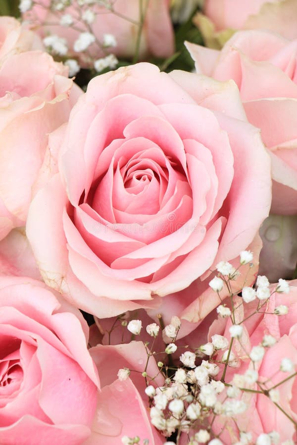 Big pink roses stock photo. Image of nature, wedding - 93935682