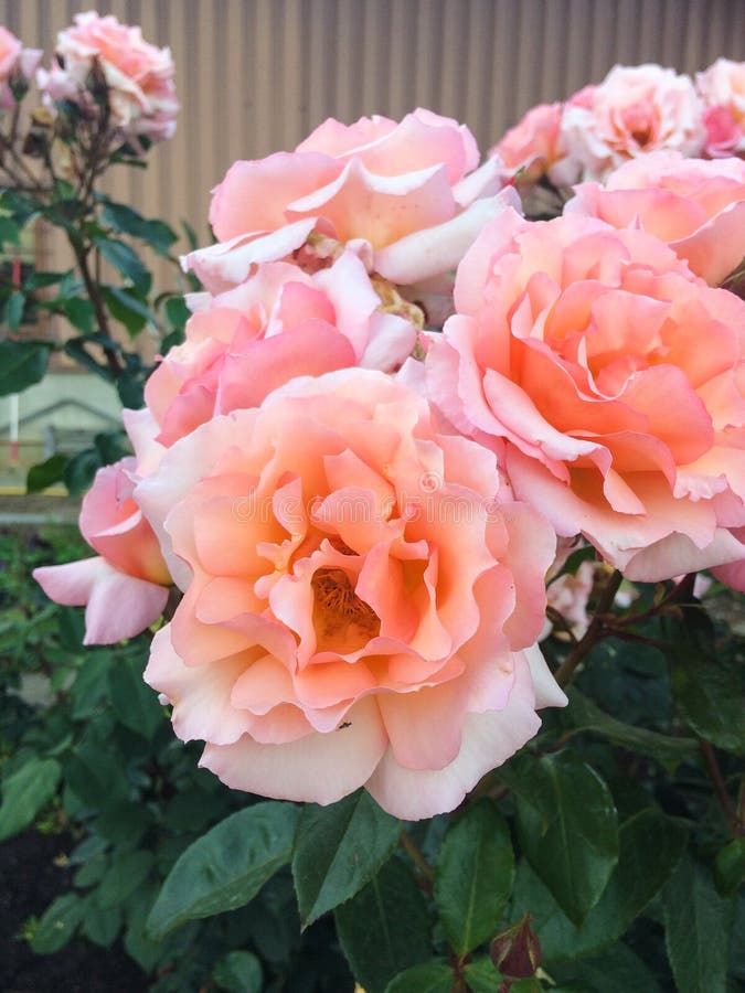 Big pink roses in summer stock image. Image of decoration - 121888617