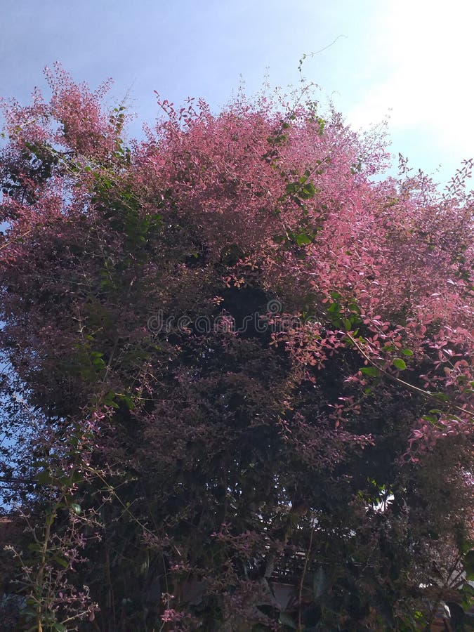 Big pink tree stock photo. Image of park, floral, deciduous - 230096608