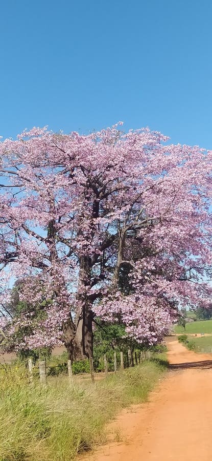 Big Pink Tree Under the Blue Sky Stock Photo - Image of park, side ...