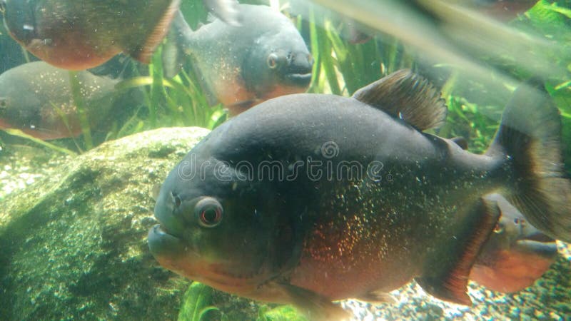 Big Piranas fish stock photo. Image of pirana, piranas - 88086378