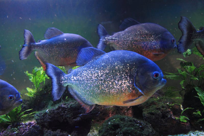 Big piranha fish stock image. Image of freshwater, amazon - 108029801