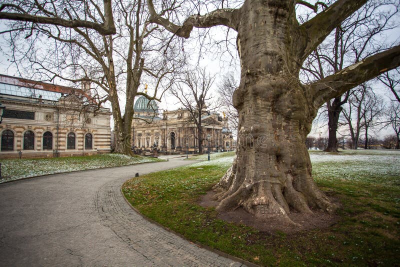Big Plane Tree in Dresden, Saxony, Germany Stock Image - Image of light ...