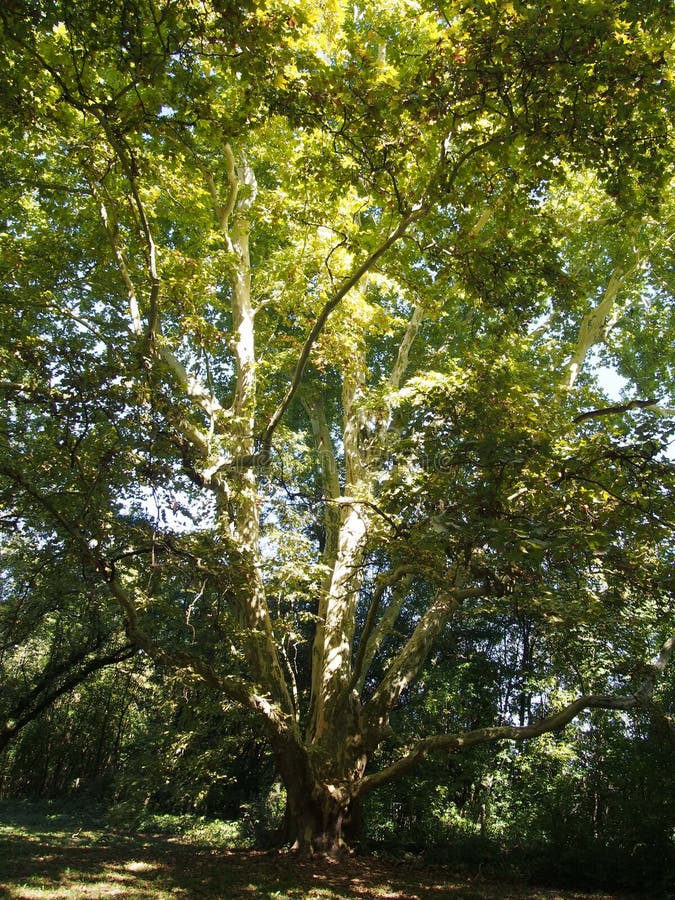 A big plane tree stock image. Image of plane, plant - 127731097
