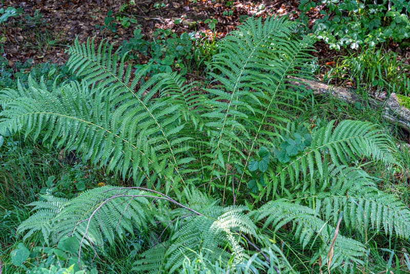 Big Plant of Green Fern in the Middle of the Forest Stock Image - Image ...