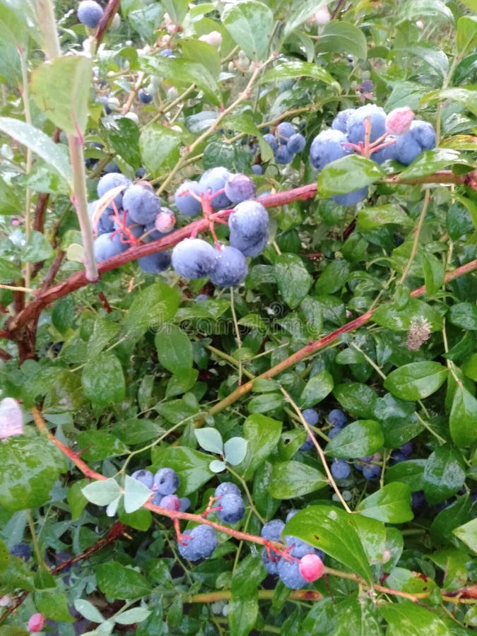 Big plump blueberries stock photo. Image of delicious - 174096792