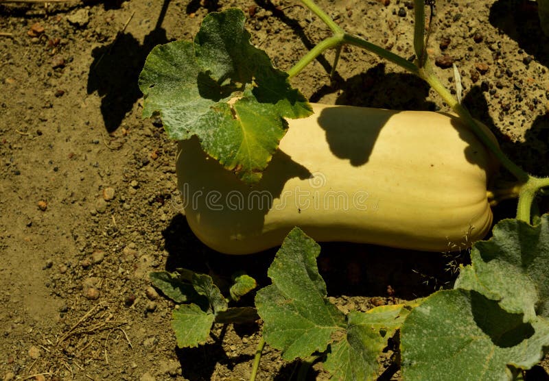 A Big and Plump Butternut Pumpkin Stock Image - Image of harvesting ...