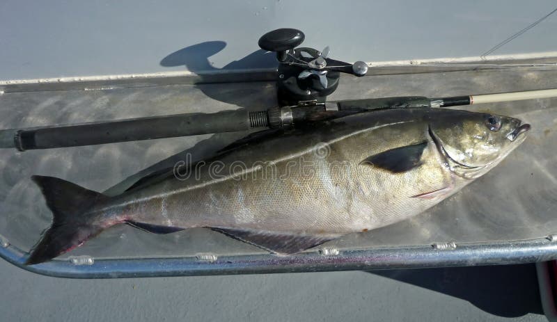 Big Pollock Fish stock image. Image of reel, fishing - 19933563