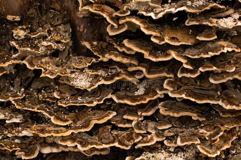 389 Big Polypore Stock Photos - Free & Royalty-Free Stock Photos from ...