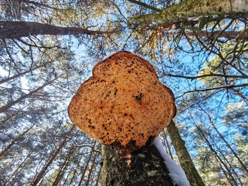 Huge Corky Trunk Stock Photos - Free & Royalty-Free Stock Photos from ...