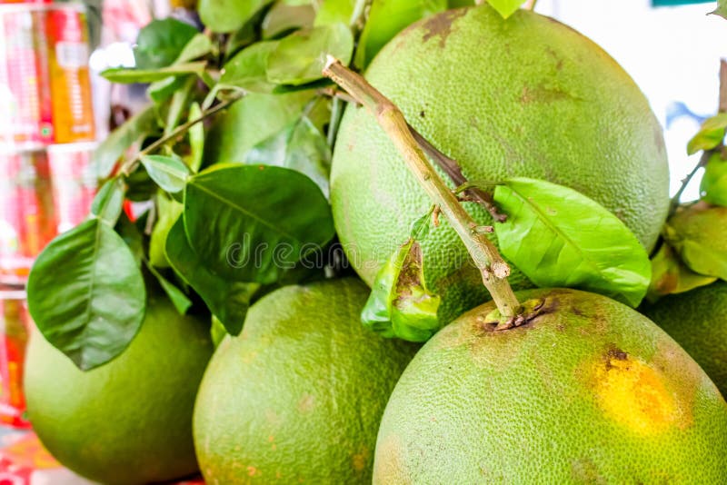 143 Big Pomelo Pomelo Tree Grapefruit Stock Photos - Free & Royalty ...