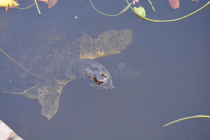 Big pond turtle stock photo. Image of pond, woods, snapping - 78227610