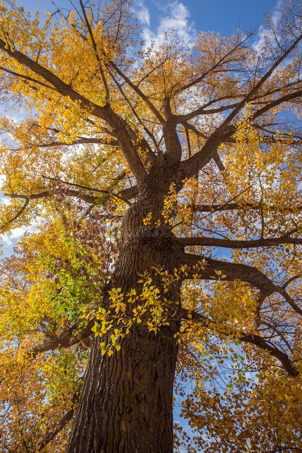 Poplar Tree Grove in Fall stock photo. Image of north - 62528060