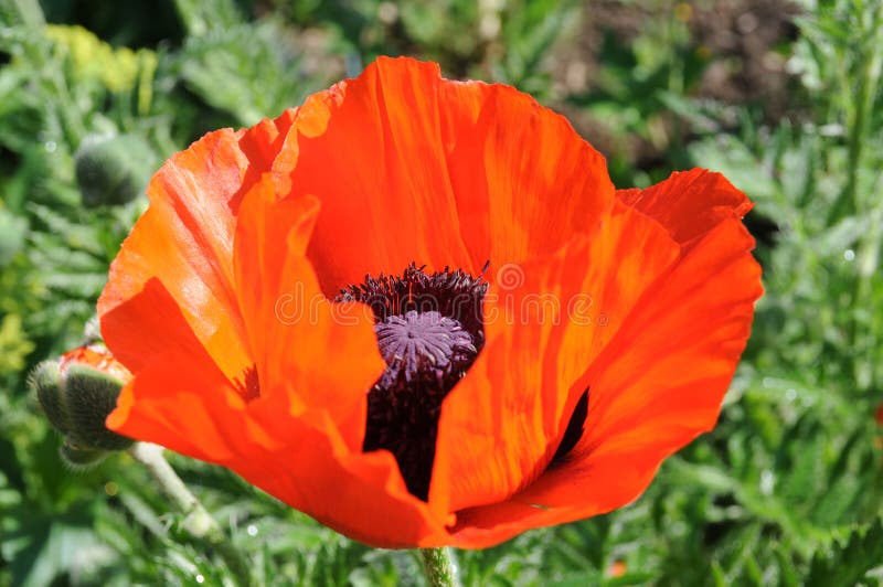 Big Poppy stock photo. Image of poppies, decorative, rhoeas - 12252998