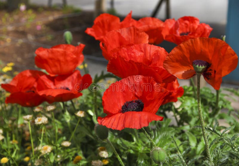 Big Poppy Flowers in Summer Garden Stock Photo - Image of landscape ...