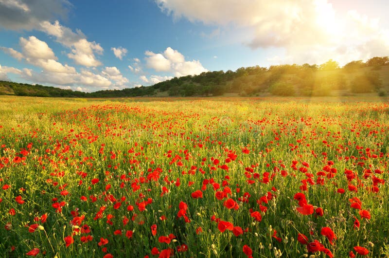 Poppy-meadow stock photo. Image of flowers, lots, numerous - 532392