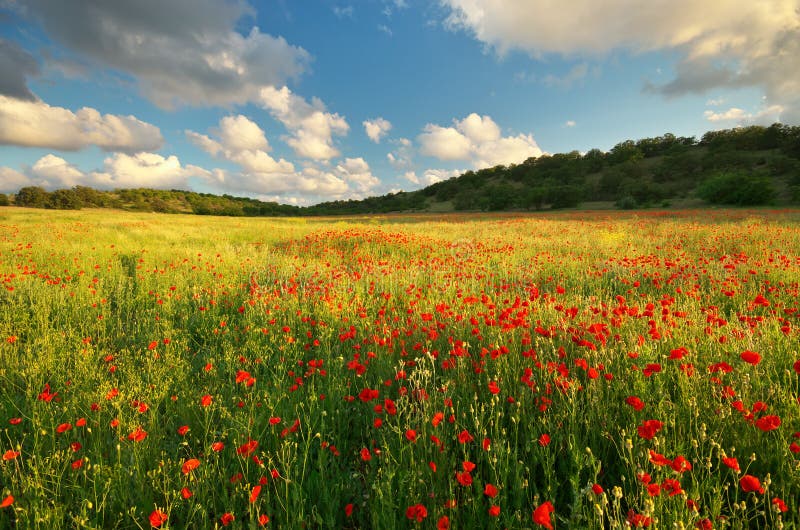 Big poppy meadow. stock photo. Image of outdoor, colorful - 82110678