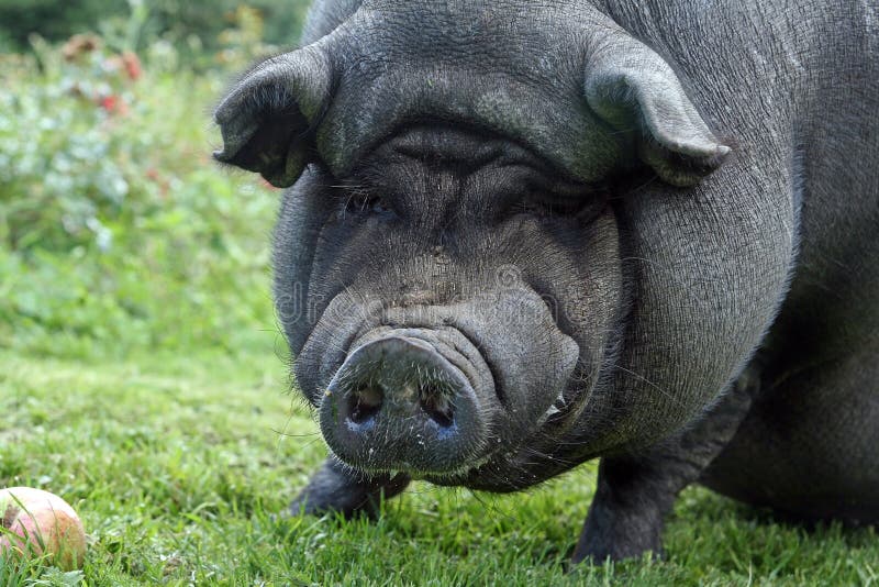 A big pot-bellied pig stock photo. Image of snore, teeth - 28567396