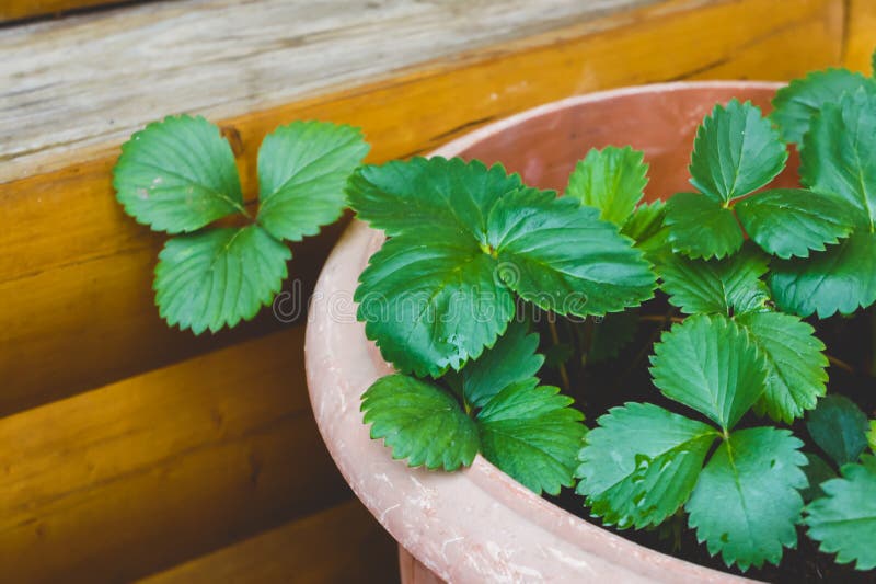 Big Pots with Young Strawberry Plants Ready for the Garden Horizontal ...