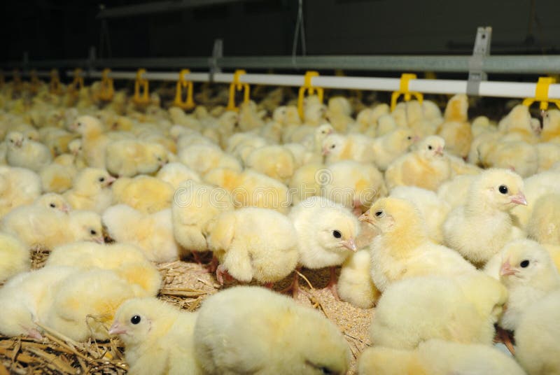Big poultry rearing farm stock image. Image of litter - 15216469