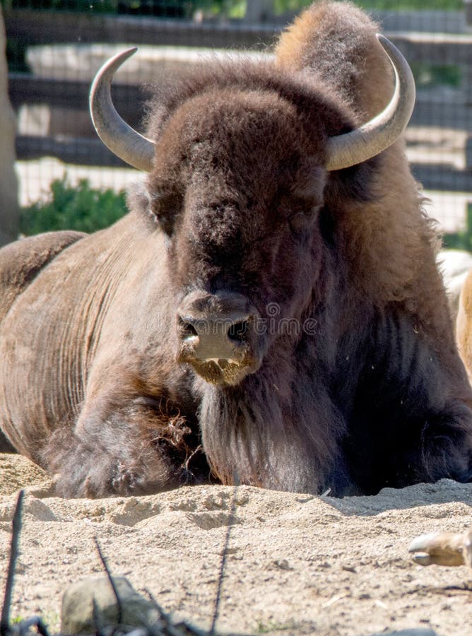 Big powerful bison stock image. Image of powerful, poses - 64693043