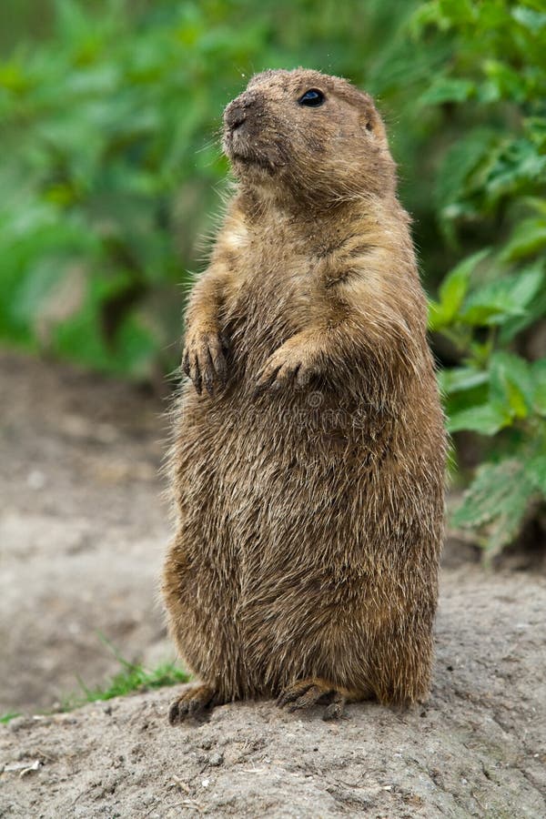 Big Prairie Dog Stading Straight Stock Image - Image of family, hole ...