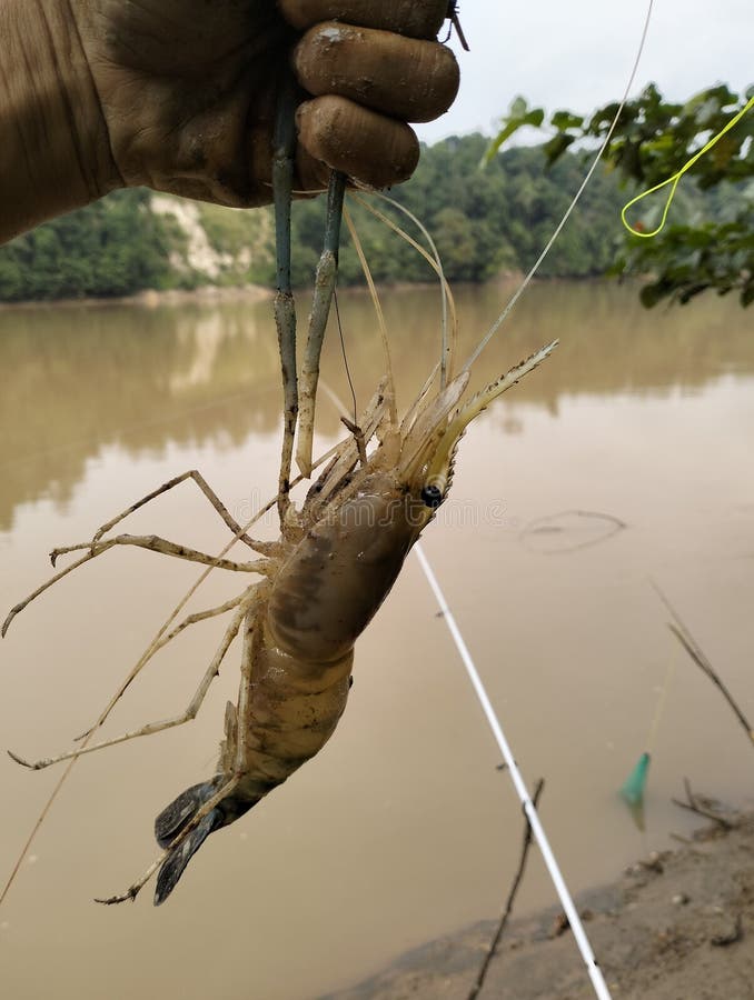 Big Prawn Fishing, River Shrimp Stock Image - Image of rivershrimp ...