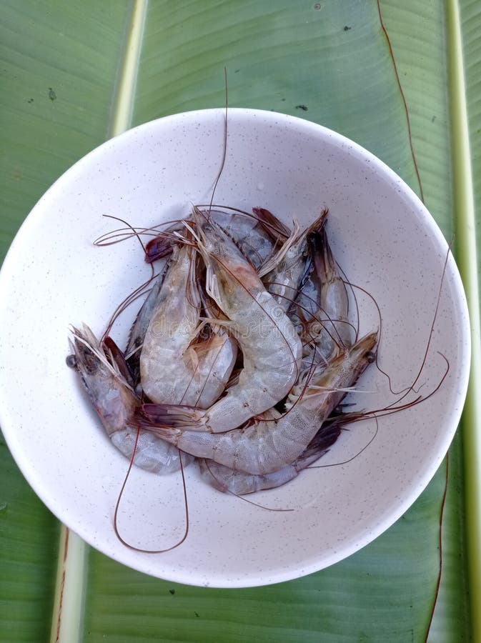 Big prawn ready to cook stock photo. Image of cook, plant - 236685314
