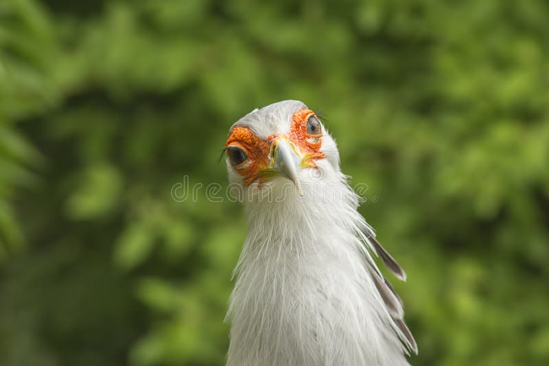 Big Predator Bird, Sagittarius Serpentarius Stock Photo - Image of bird ...