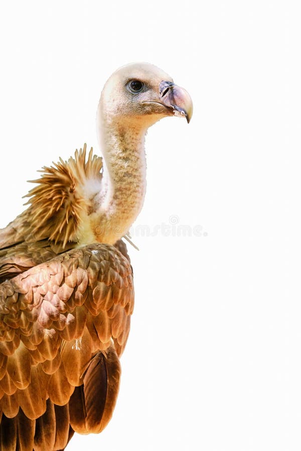 Griff Bird Stock Photos - Free & Royalty-Free Stock Photos from Dreamstime