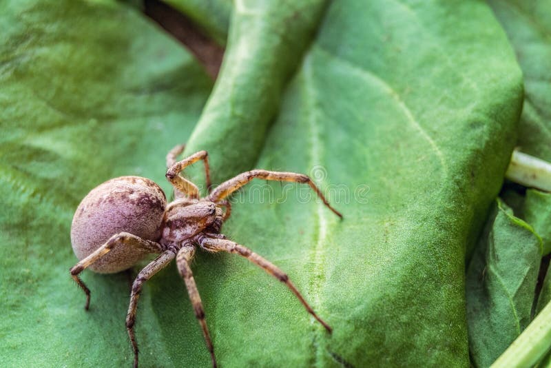 Predatory Spider Isolated on White Stock Image - Image of closeup ...