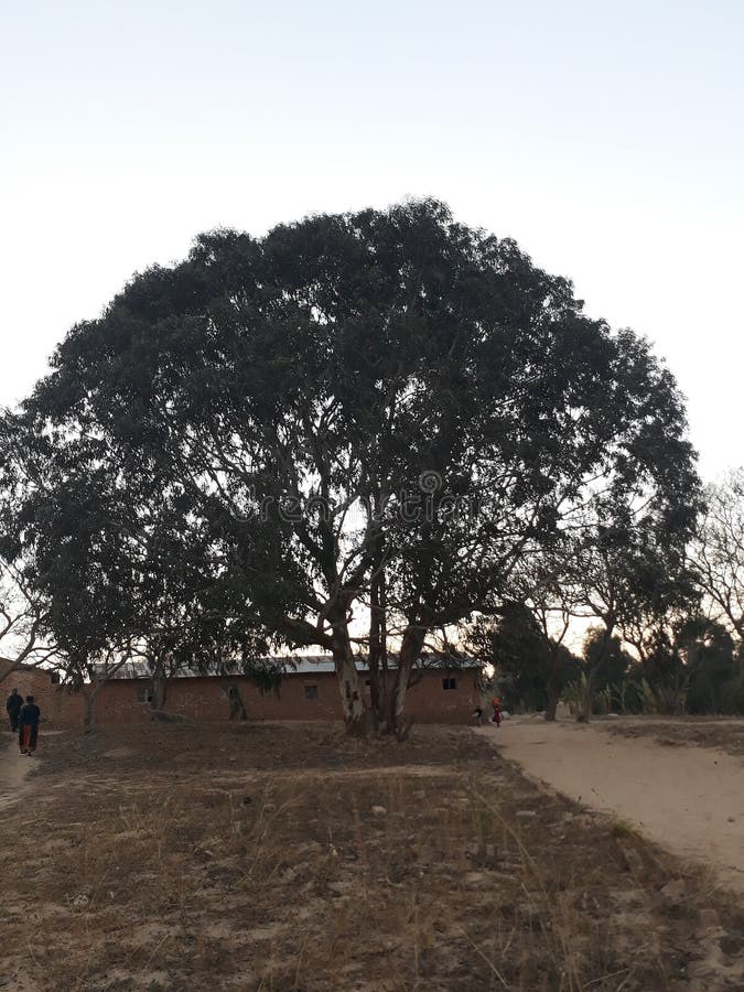 Big pretty green tree stock image. Image of tree, guardian - 98807383